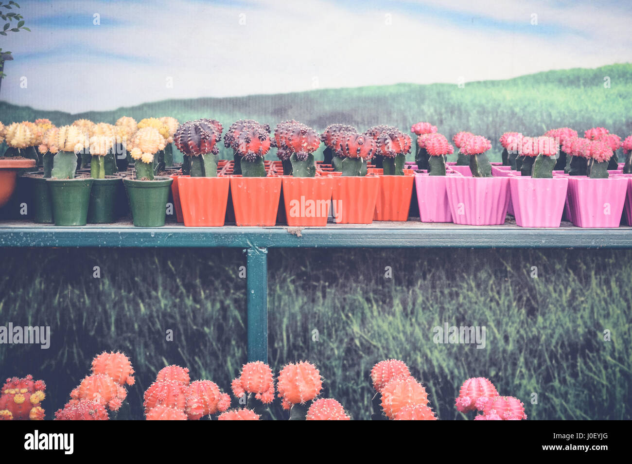 small colorful cactus background Stock Photo - Alamy
