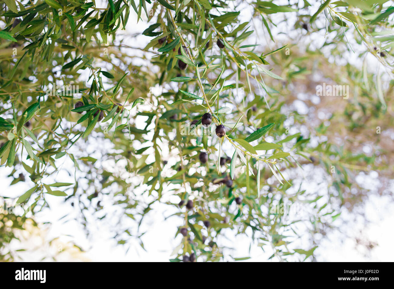 Olive garden restaurant sunset hi-res stock photography and images - Alamy