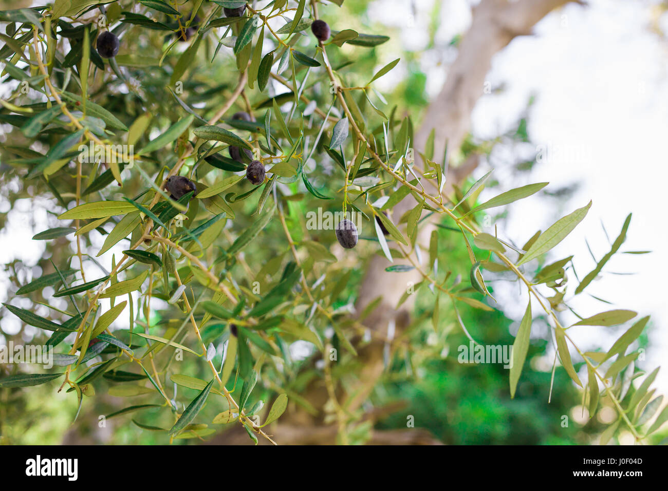 Mediterranean olive field with old olive tree ready for harvest Stock ...