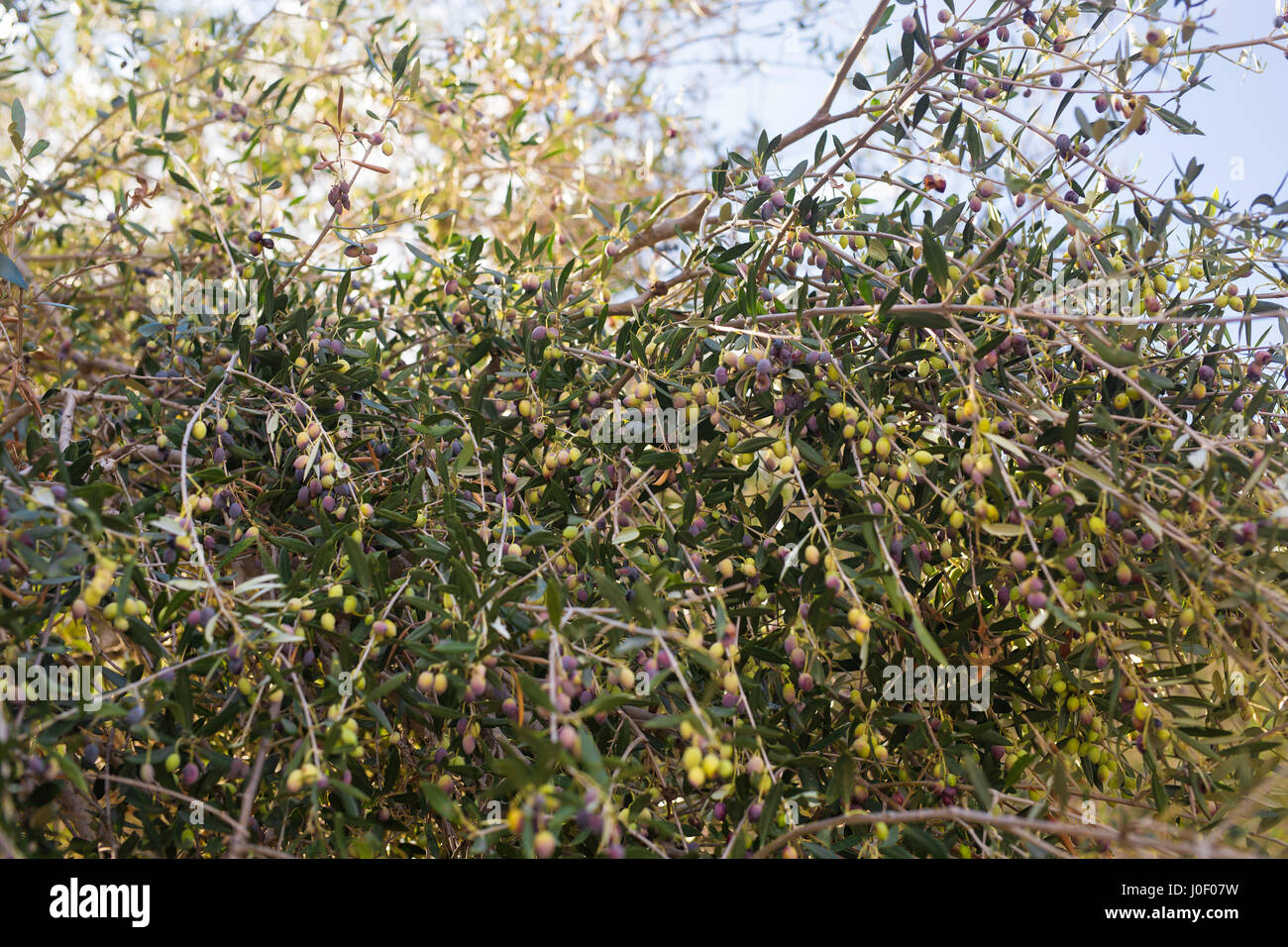 Olive garden restaurant sunset hi-res stock photography and images - Alamy