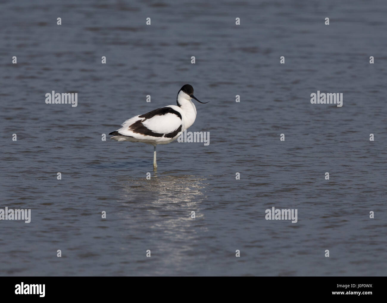 Pied avocet feeding in hi-res stock photography and images - Alamy