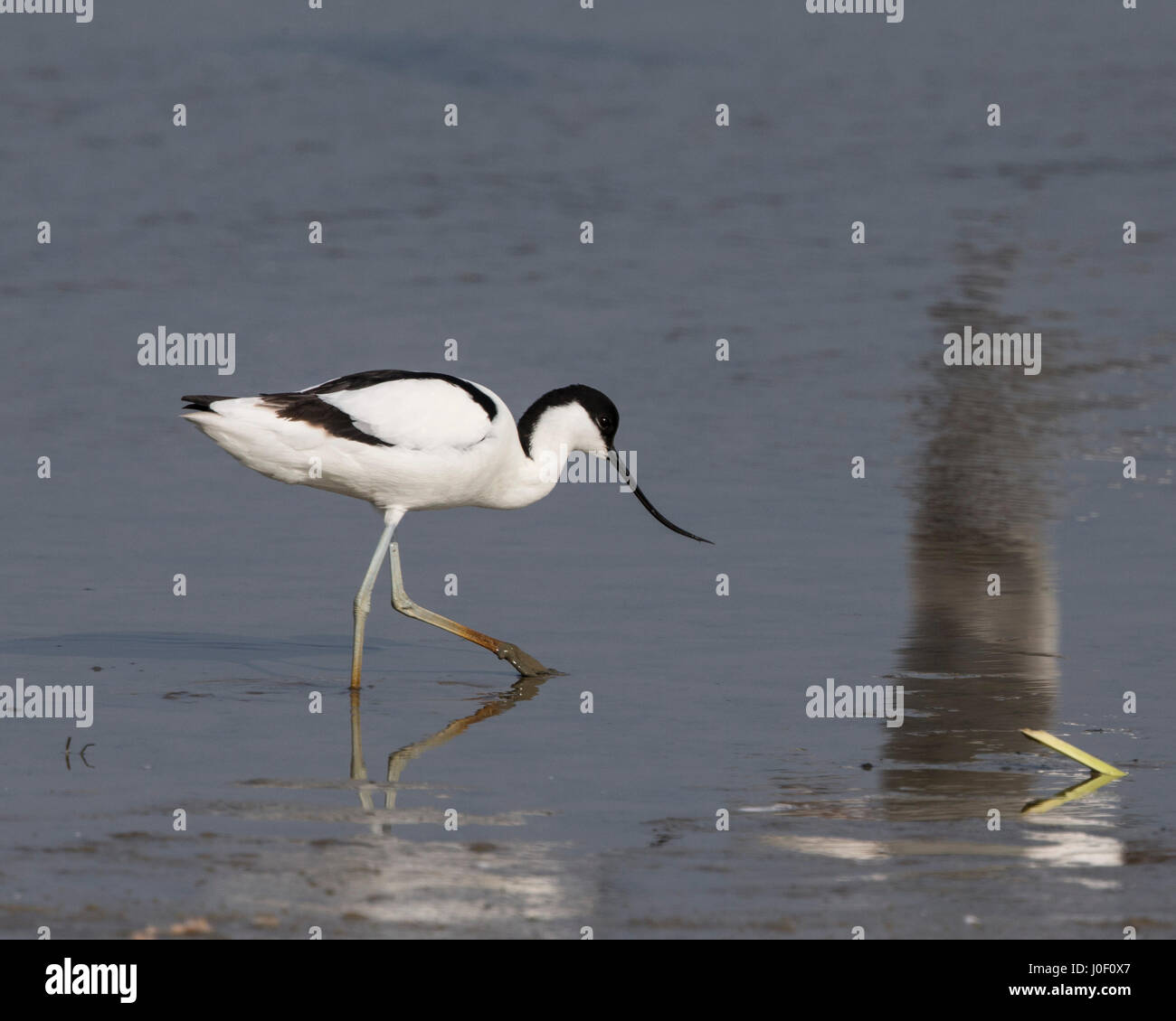 Pied avocet feeding in hi-res stock photography and images - Alamy