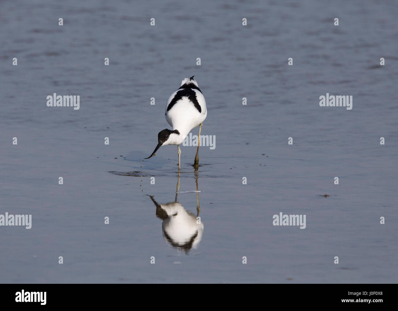 Pied avocet feeding in hi-res stock photography and images - Alamy