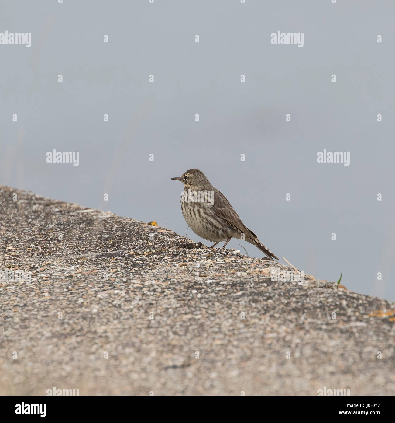 Rock Pipit on seawall Stock Photo - Alamy