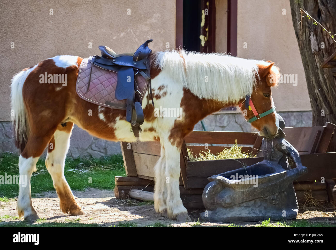 Side view of a cute pony horse in the zoo Stock Photo - Alamy