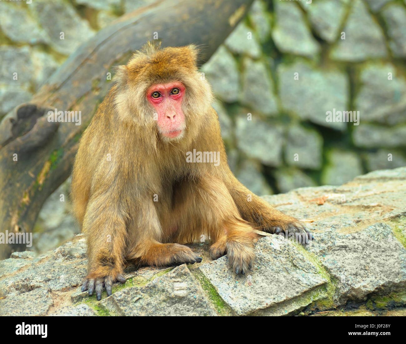 Monkey sitting on the stones Stock Photo - Alamy