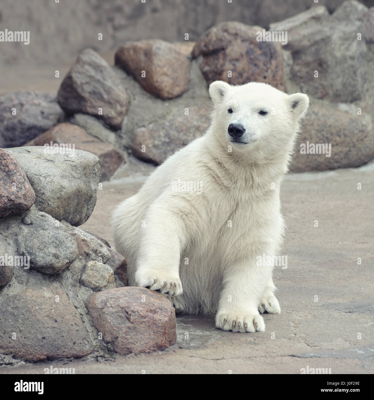 Albino Polar Bear