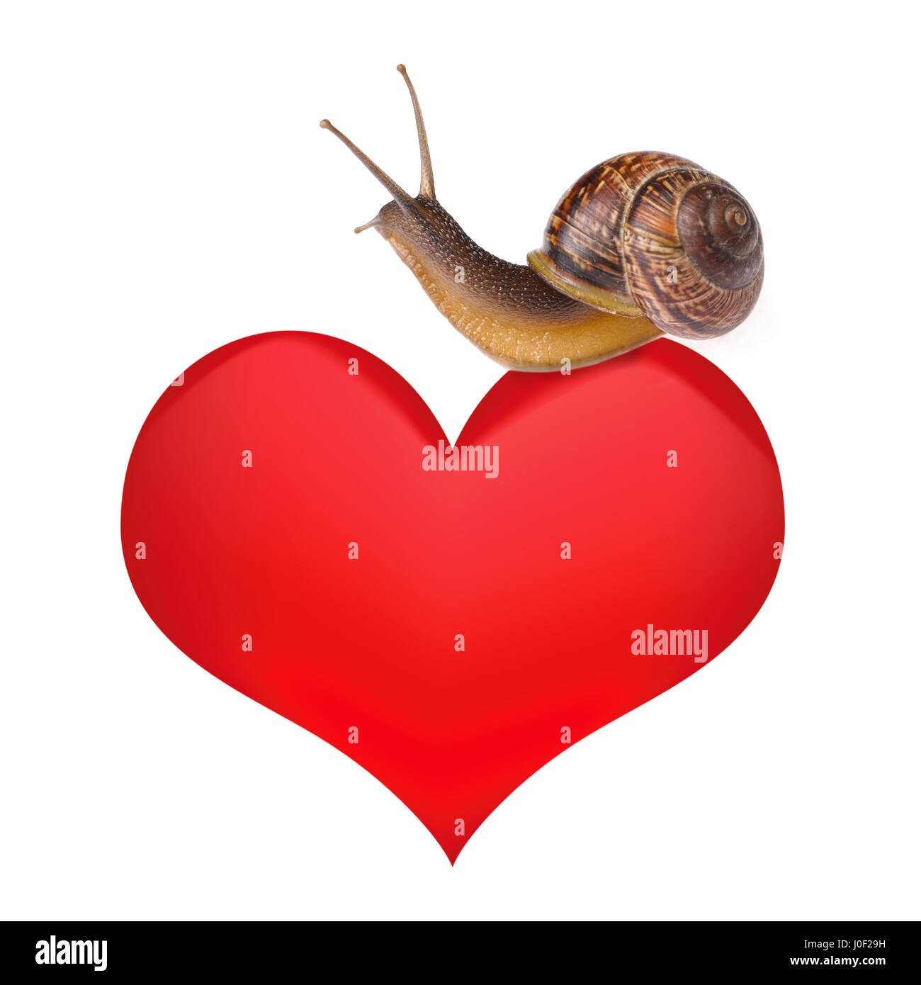 Snail on heart isolated white background Stock Photo - Alamy