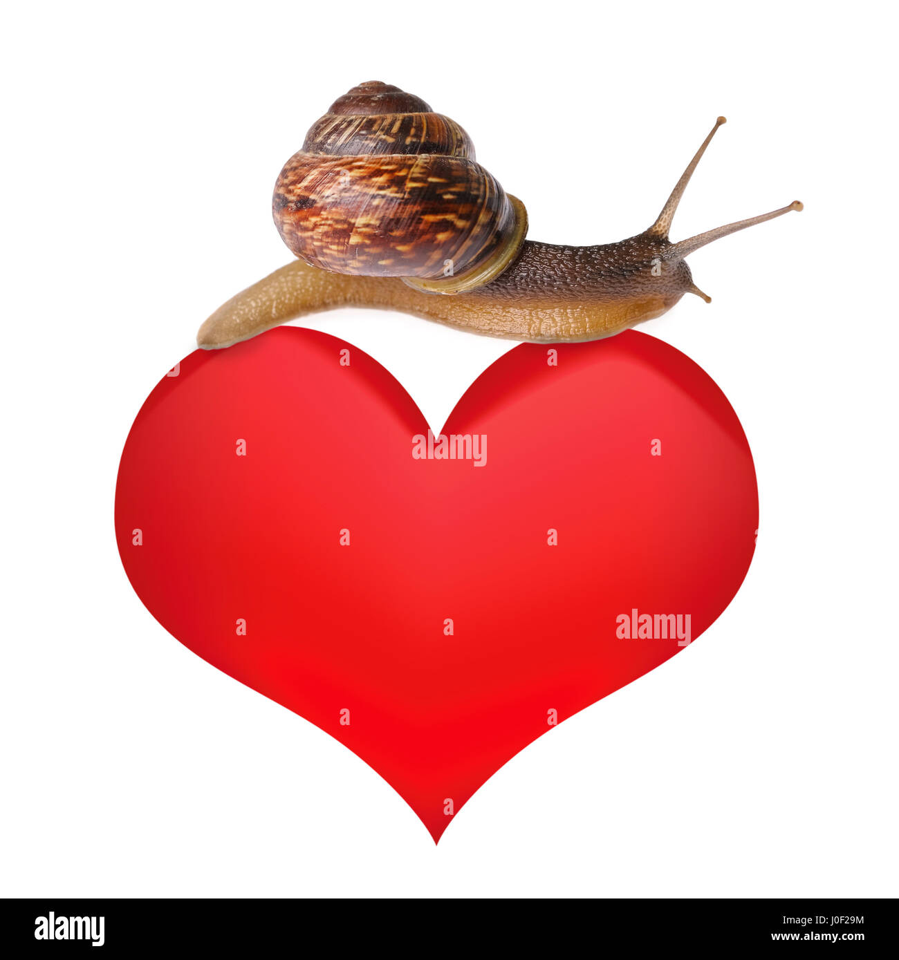 Snail on heart isolated white background Stock Photo - Alamy