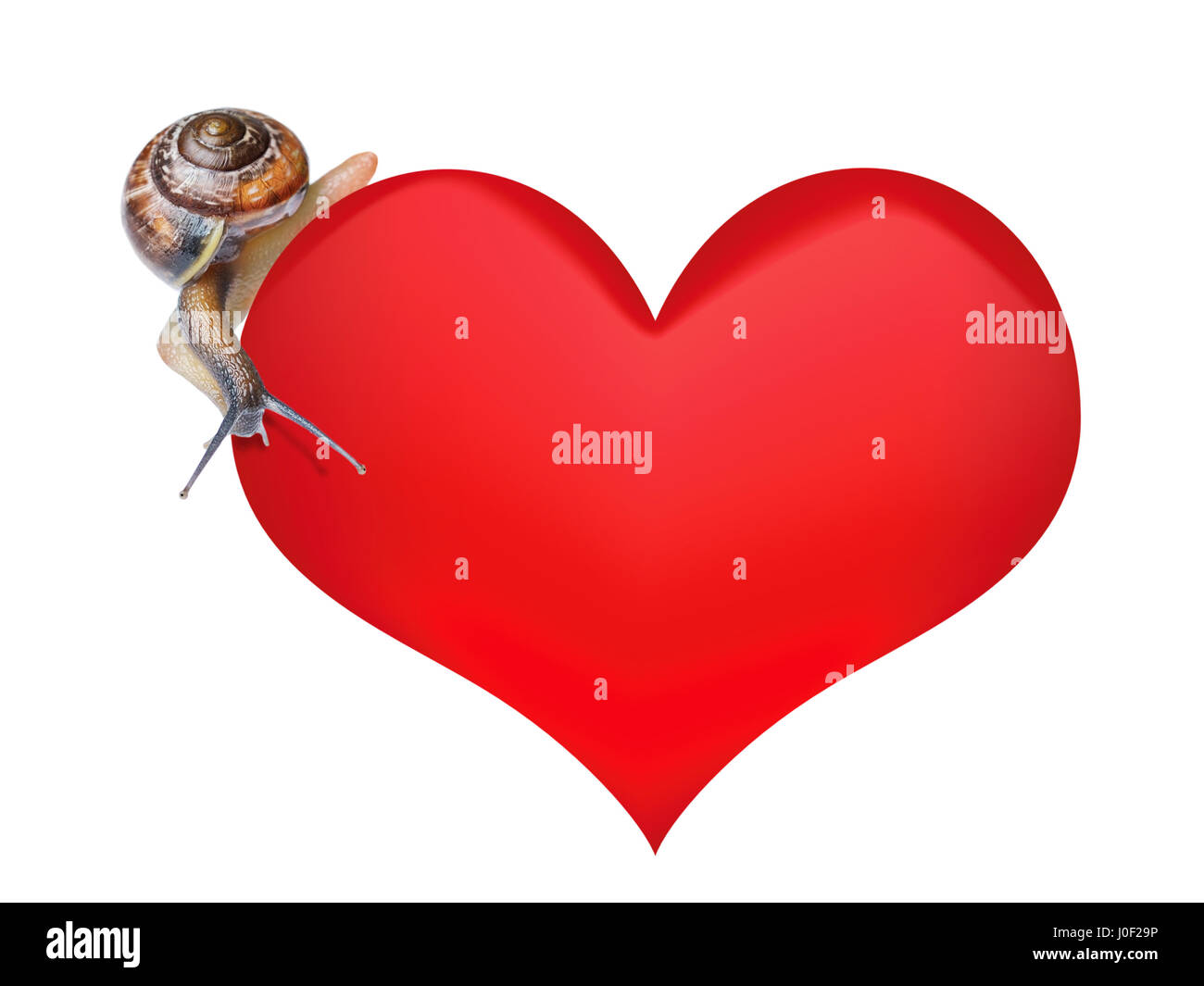 Snail on heart isolated white background Stock Photo - Alamy