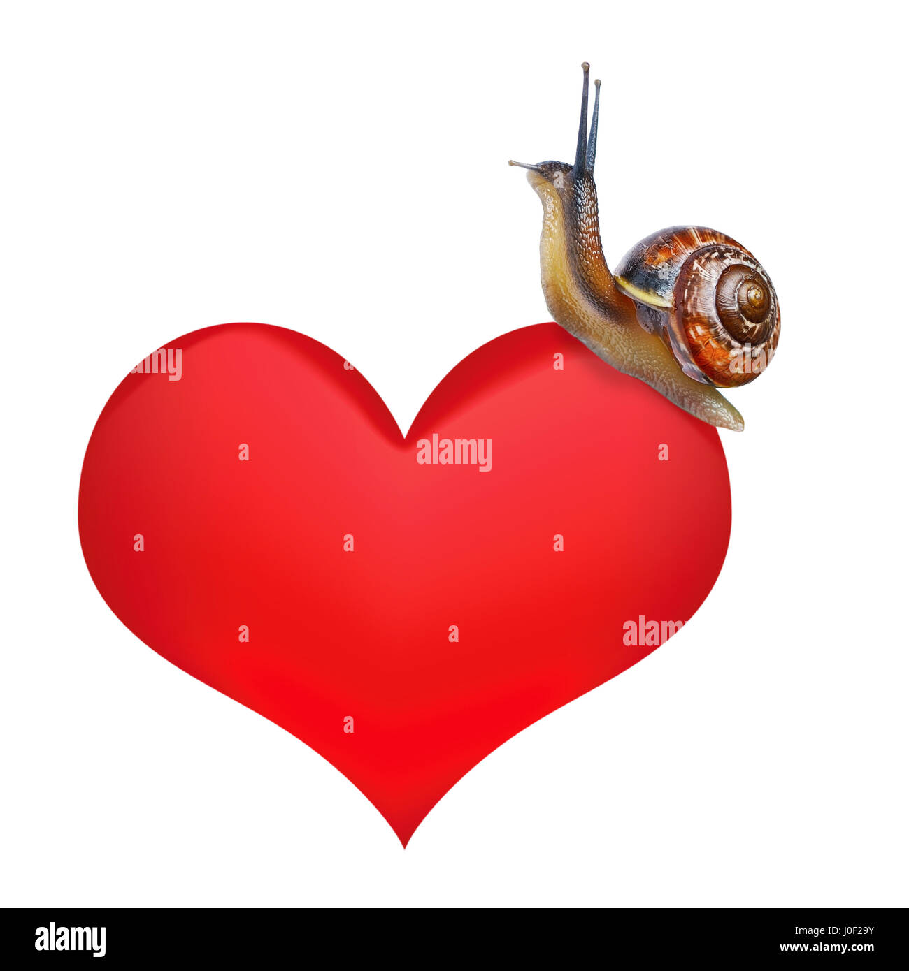 Snail on heart isolated white background Stock Photo - Alamy