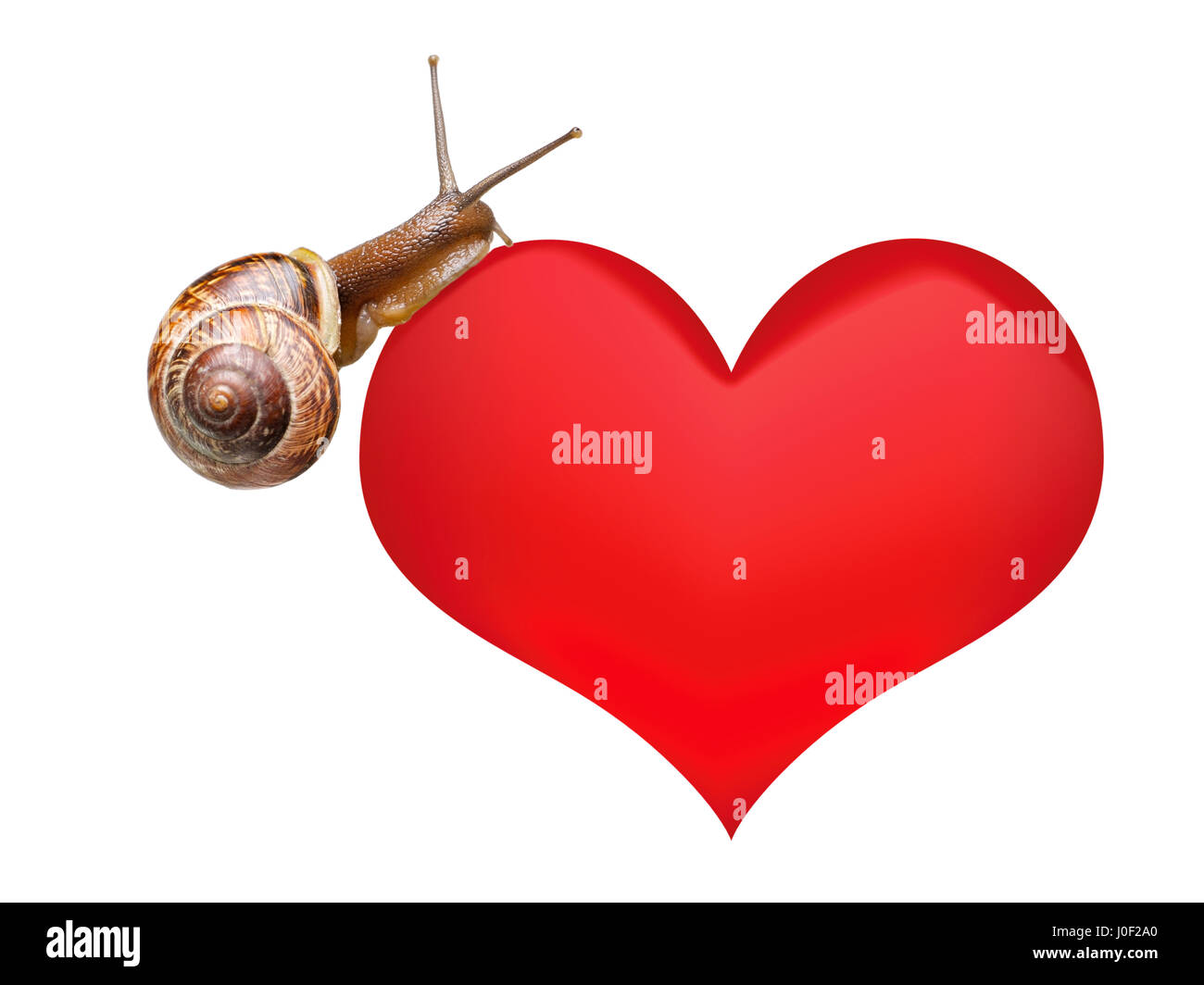 Snail on heart isolated white background Stock Photo - Alamy
