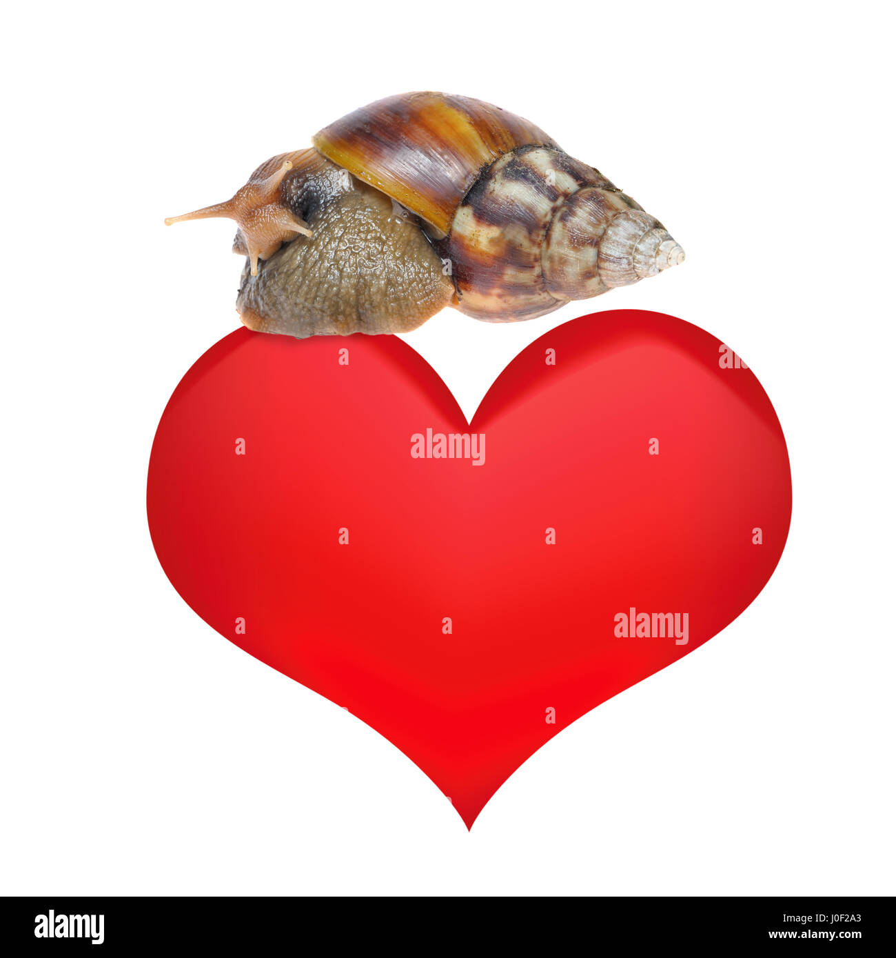 Snail on heart isolated white background Stock Photo - Alamy