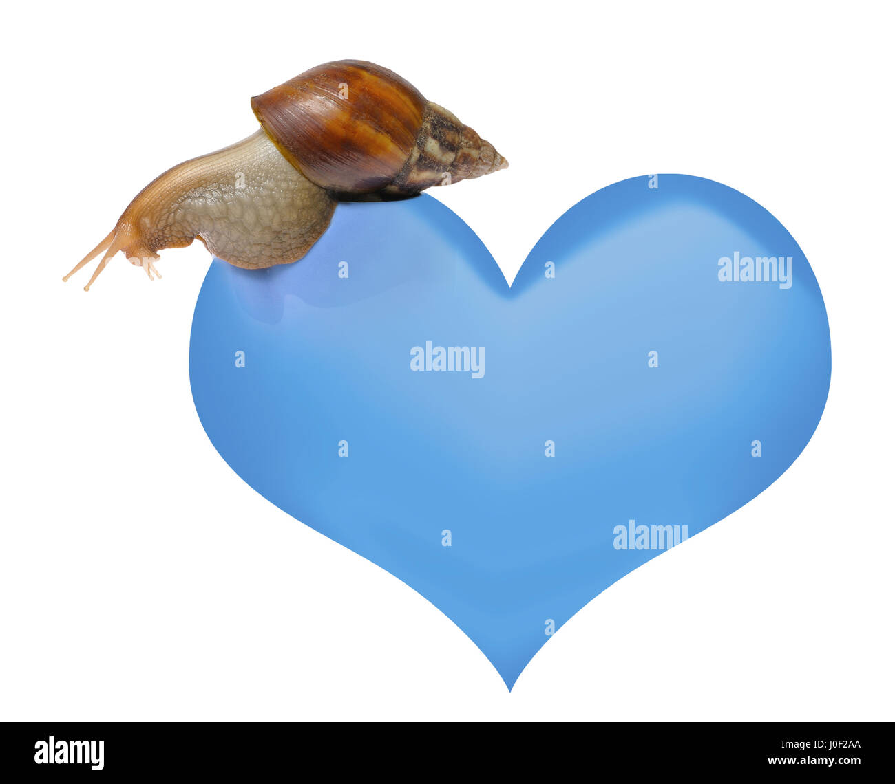 Snail on heart isolated white background Stock Photo - Alamy