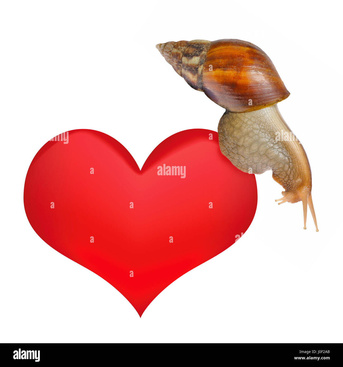 Snail on heart isolated white background Stock Photo - Alamy