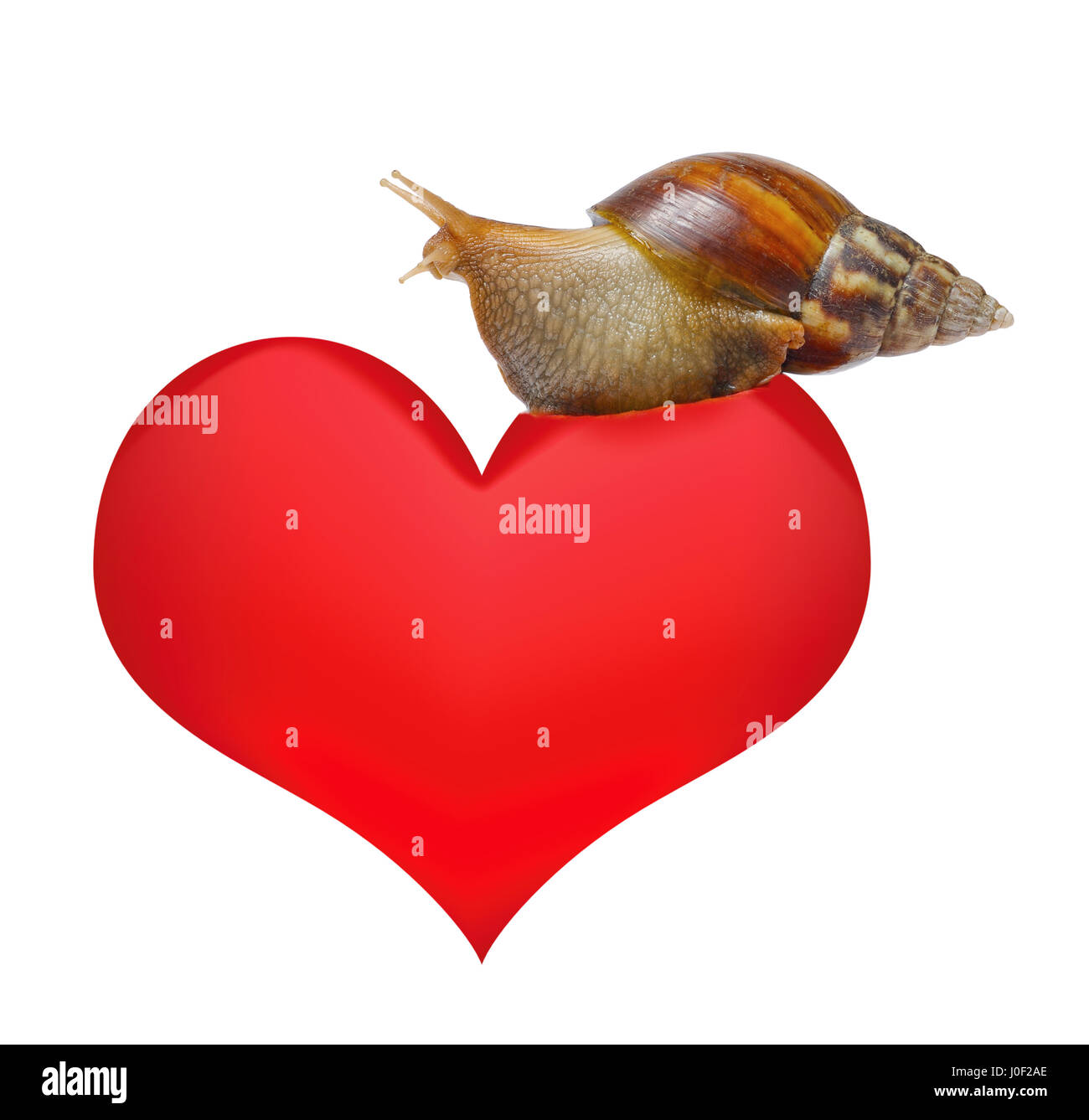Snail on heart isolated white background Stock Photo - Alamy