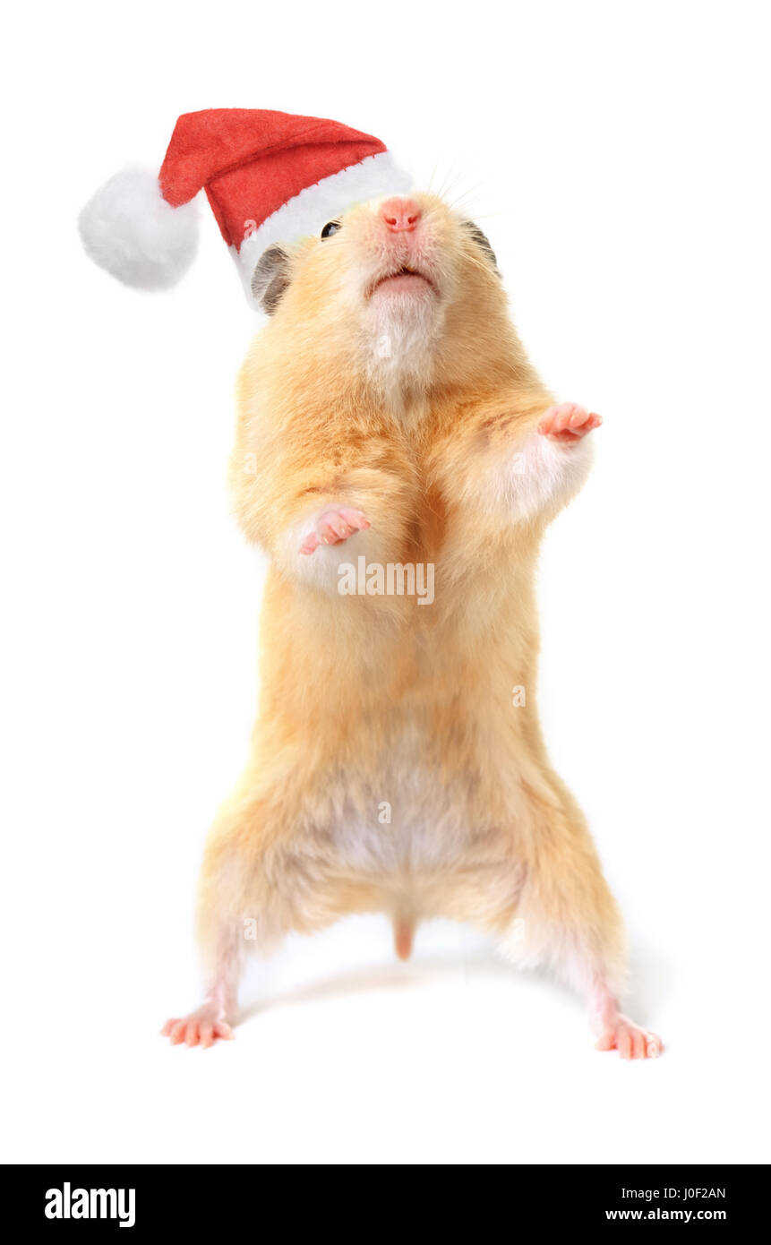 Cute winter white hamster Cut Out Stock Images & Pictures - Alamy