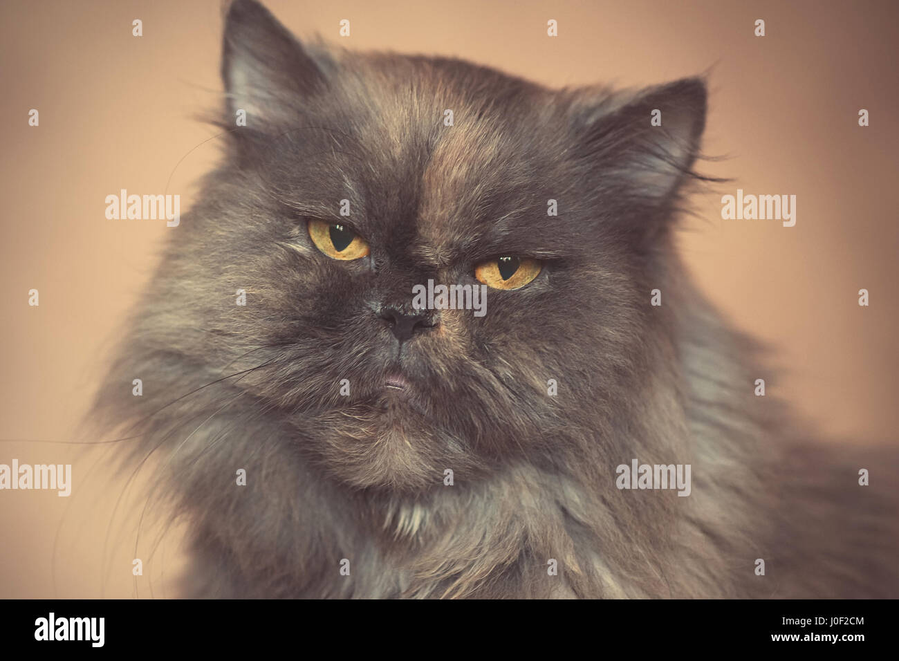 Cat portrait close up Stock Photo - Alamy