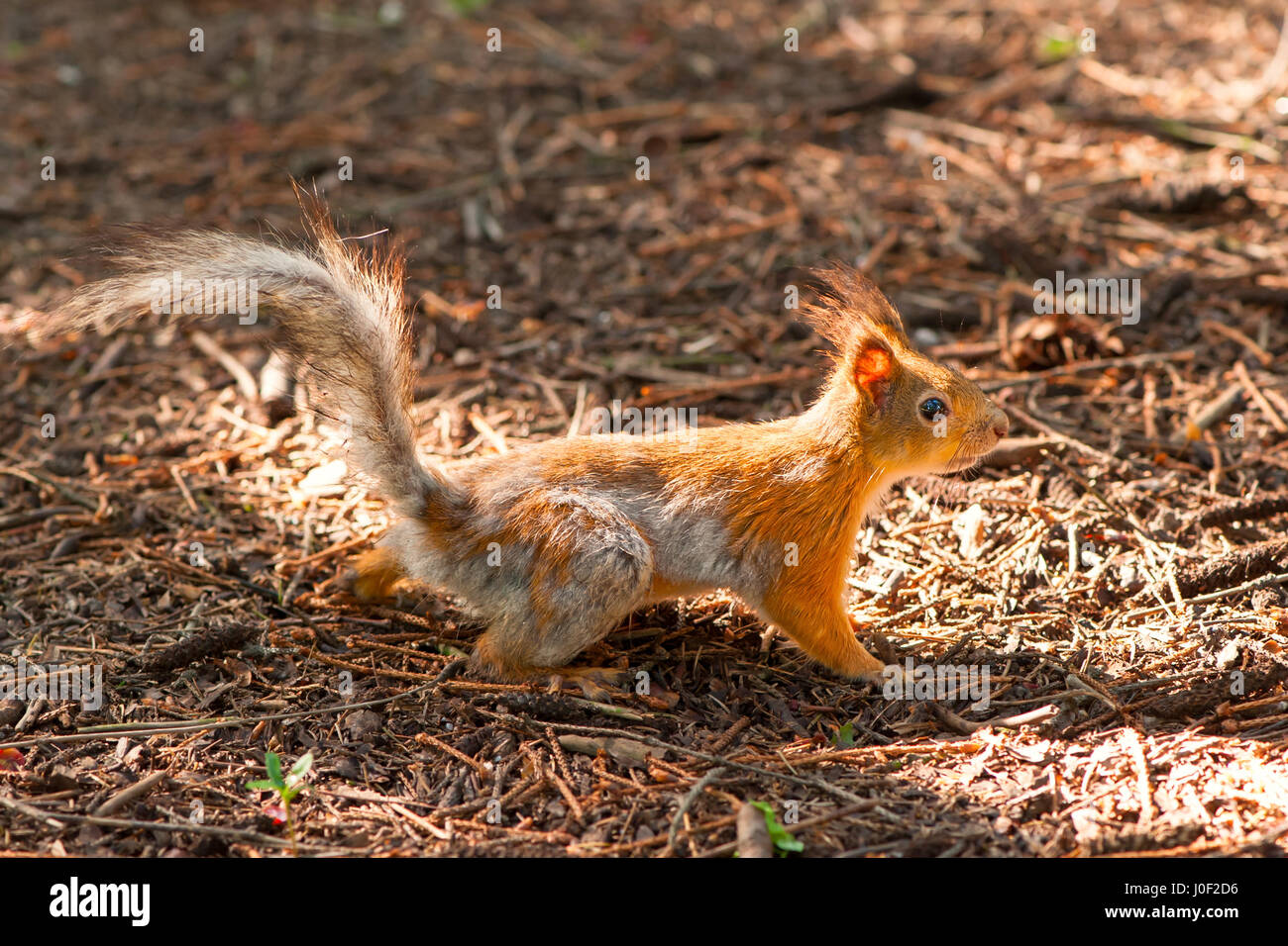 Old Squirrel High Resolution Stock Photography and Images - Alamy