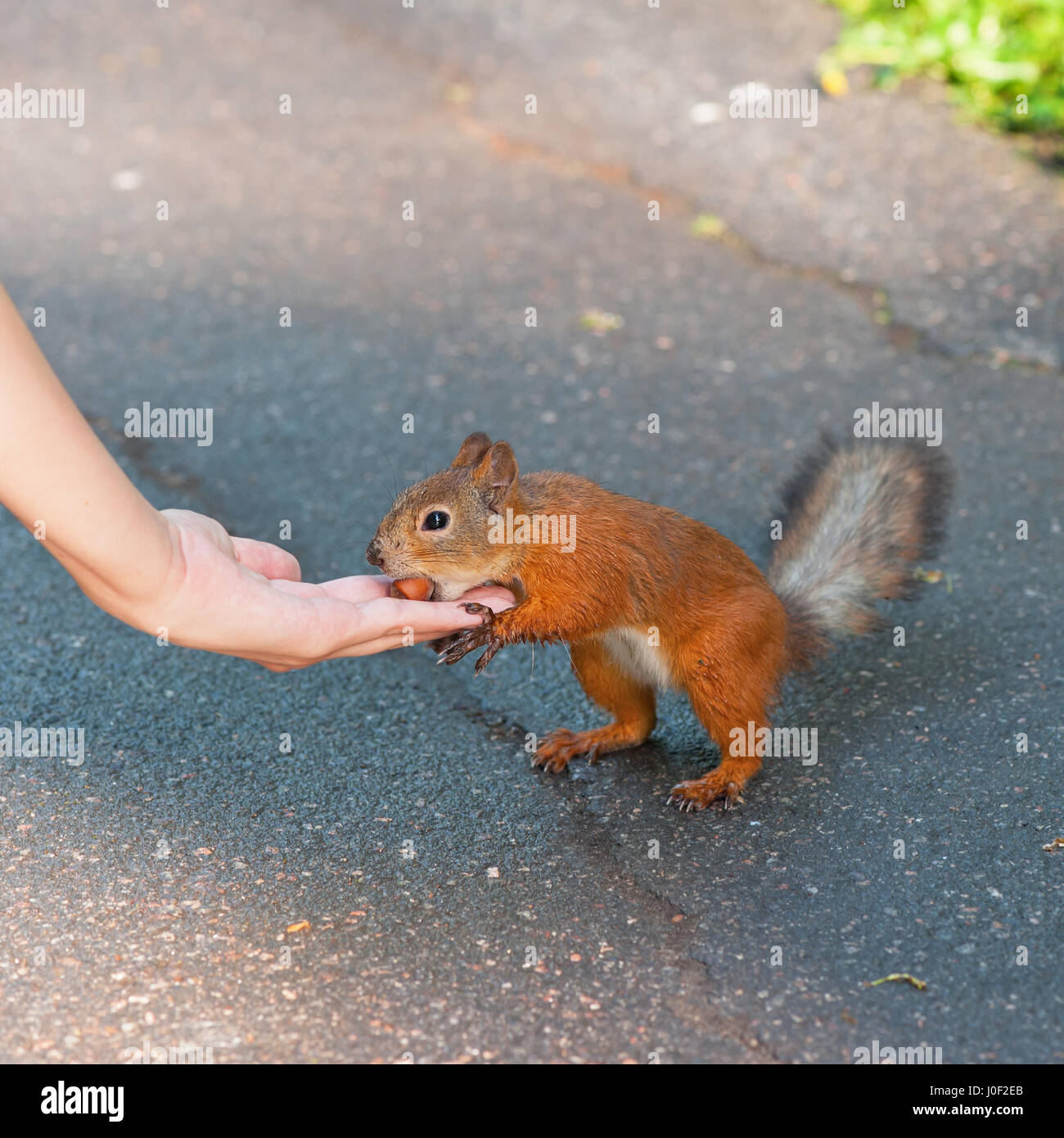 Curious squirrel hand feeding hi-res stock photography and images - Alamy