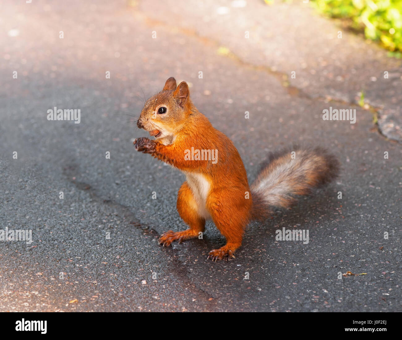 Squirrel with nut Stock Photo - Alamy
