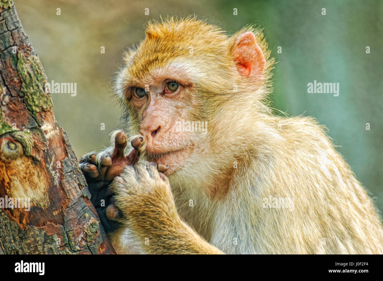 Funny monkey put fingers into mouth Stock Photo - Alamy