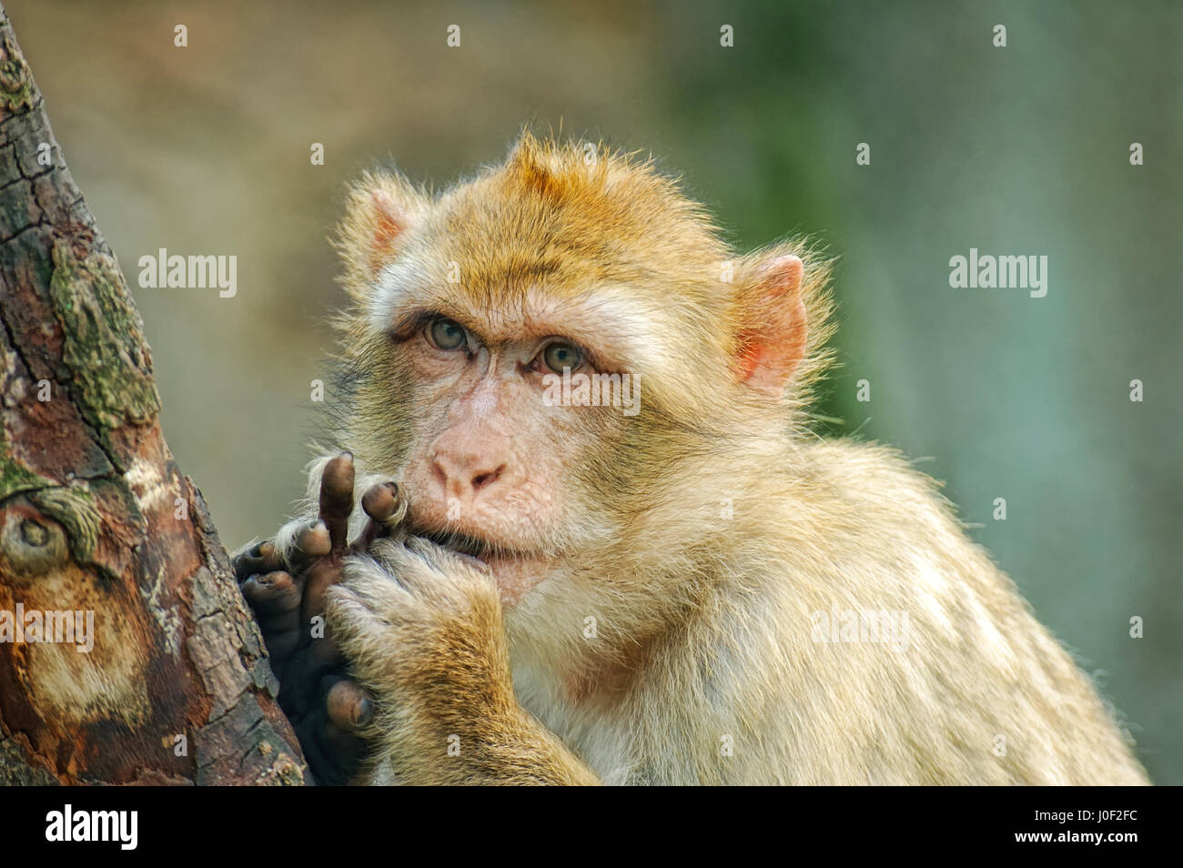Funny monkey put fingers into mouth Stock Photo - Alamy
