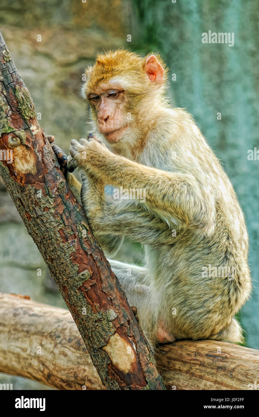 Monkey and itch hi-res stock photography and images - Alamy