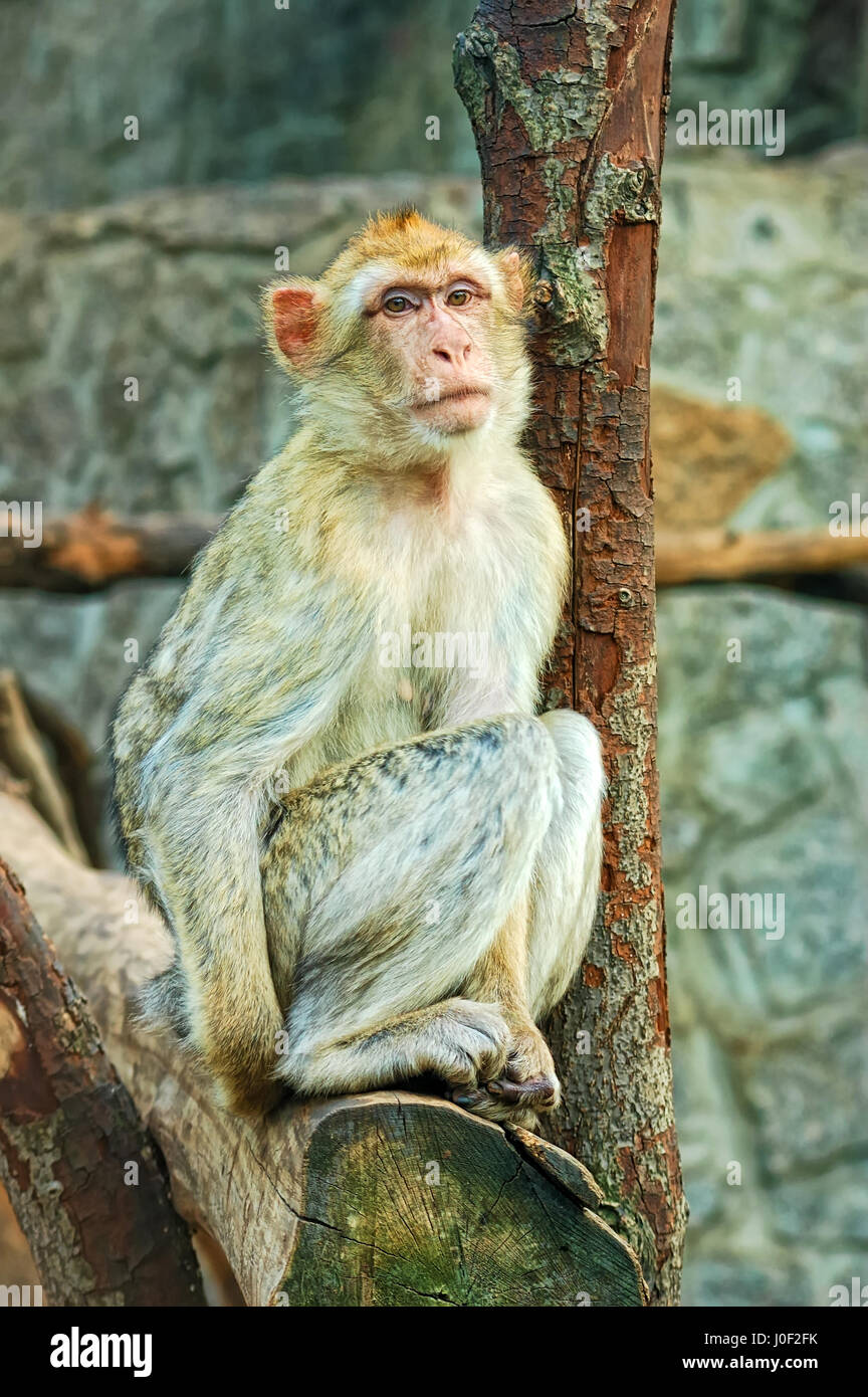 Sad sitting monkey Stock Photo - Alamy