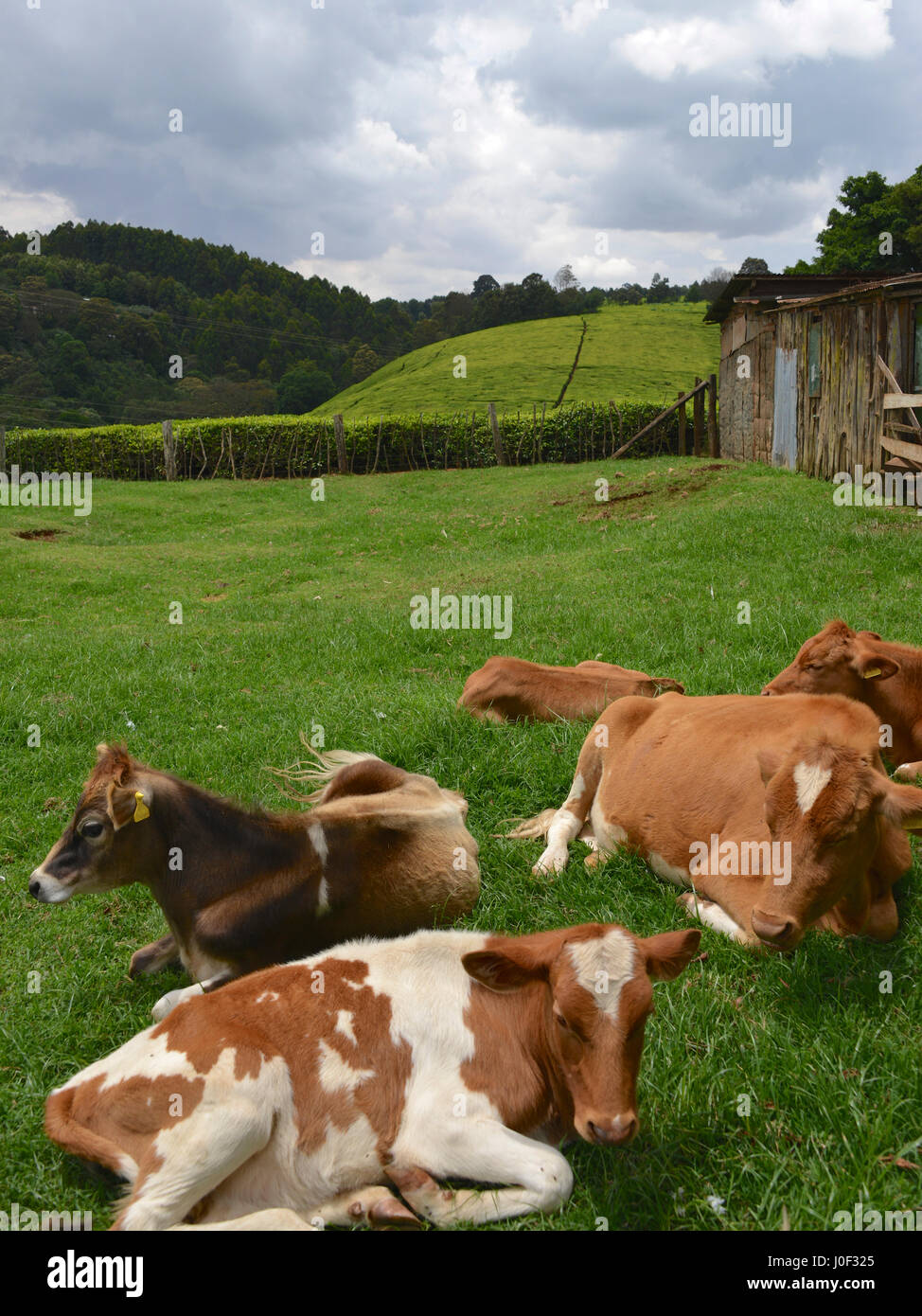 Limuru dairy hi-res stock photography and images - Alamy