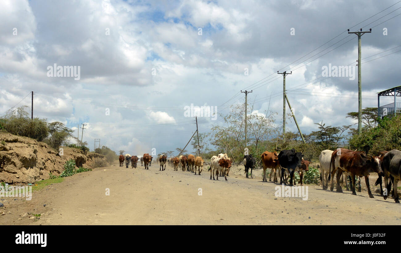 Overgrazing africa hi-res stock photography and images - Alamy