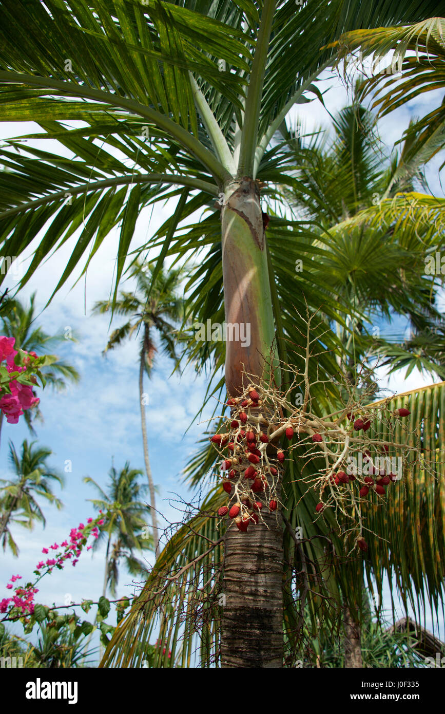 Palm Tree seeds, Palm tree fruit, Matemwe, Zanzibar Island, Tanzania ...