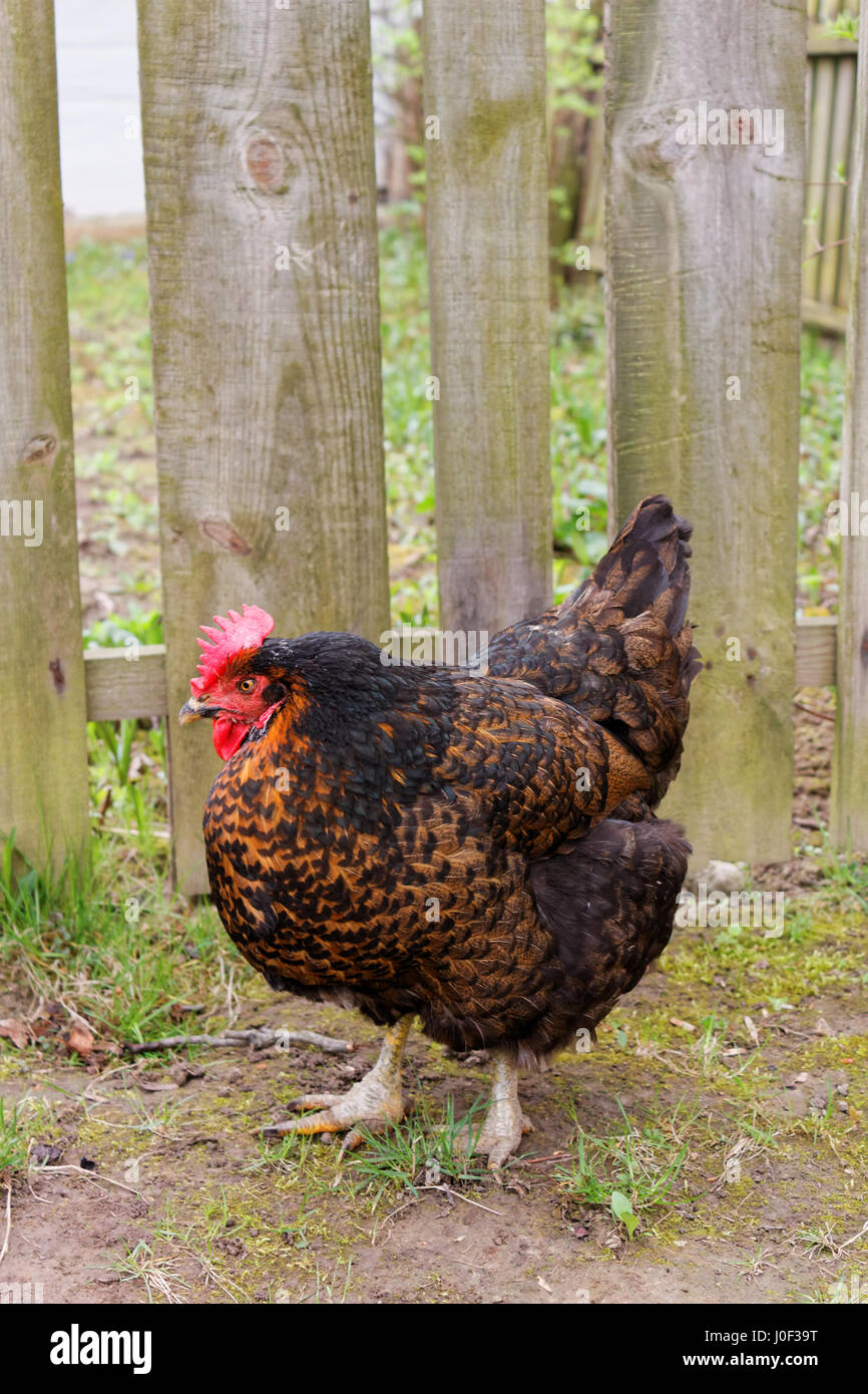 Free range chicken Stock Photo - Alamy