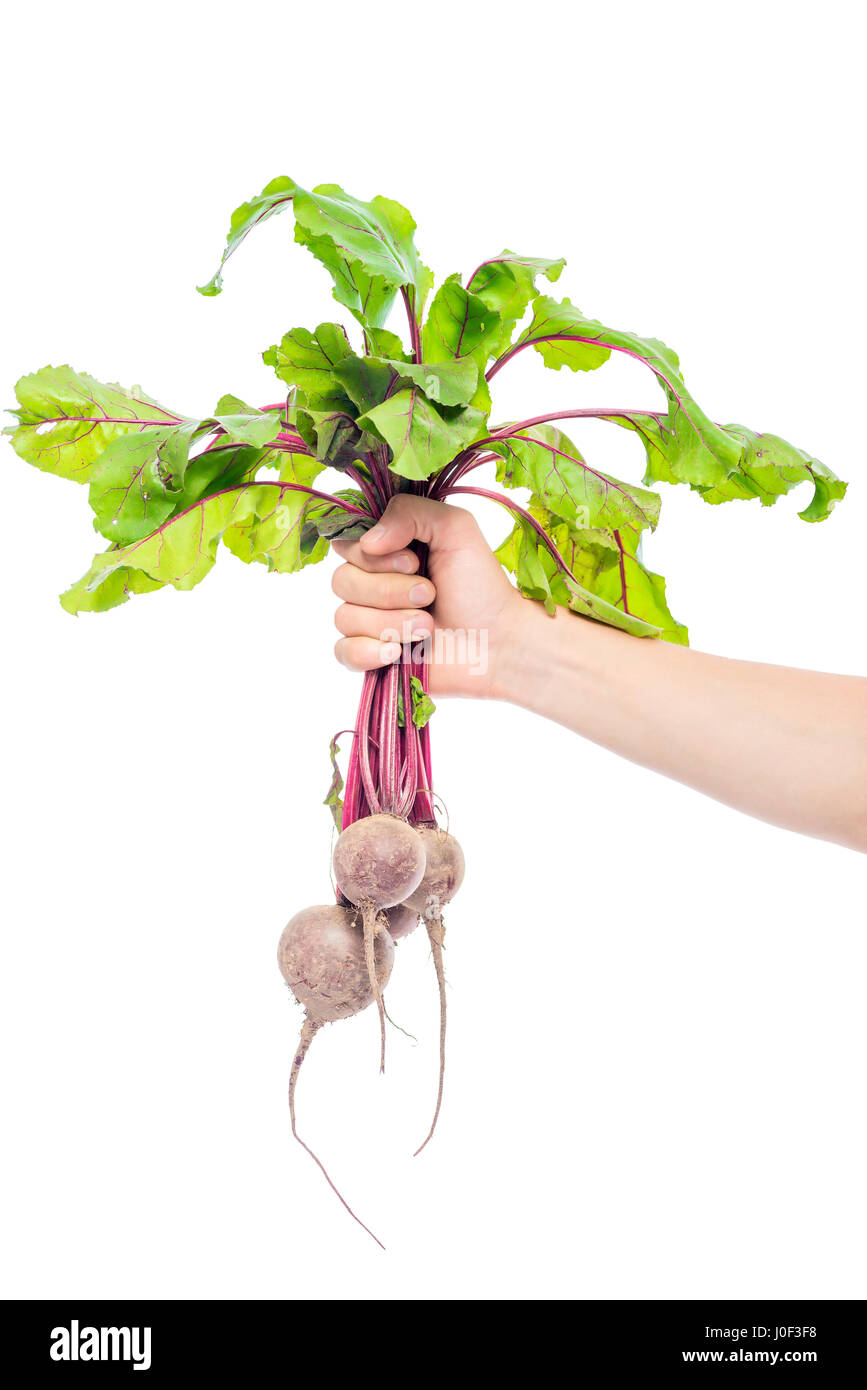 A bunch of ripe beets in hand on a white background is isolated close ...