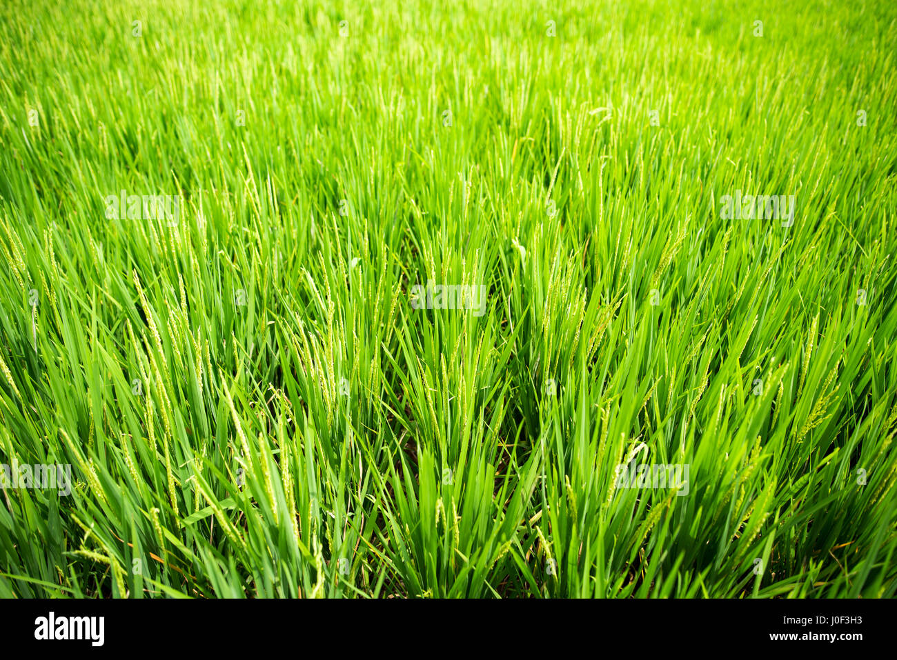 Ripe paddy plants hi-res stock photography and images - Alamy