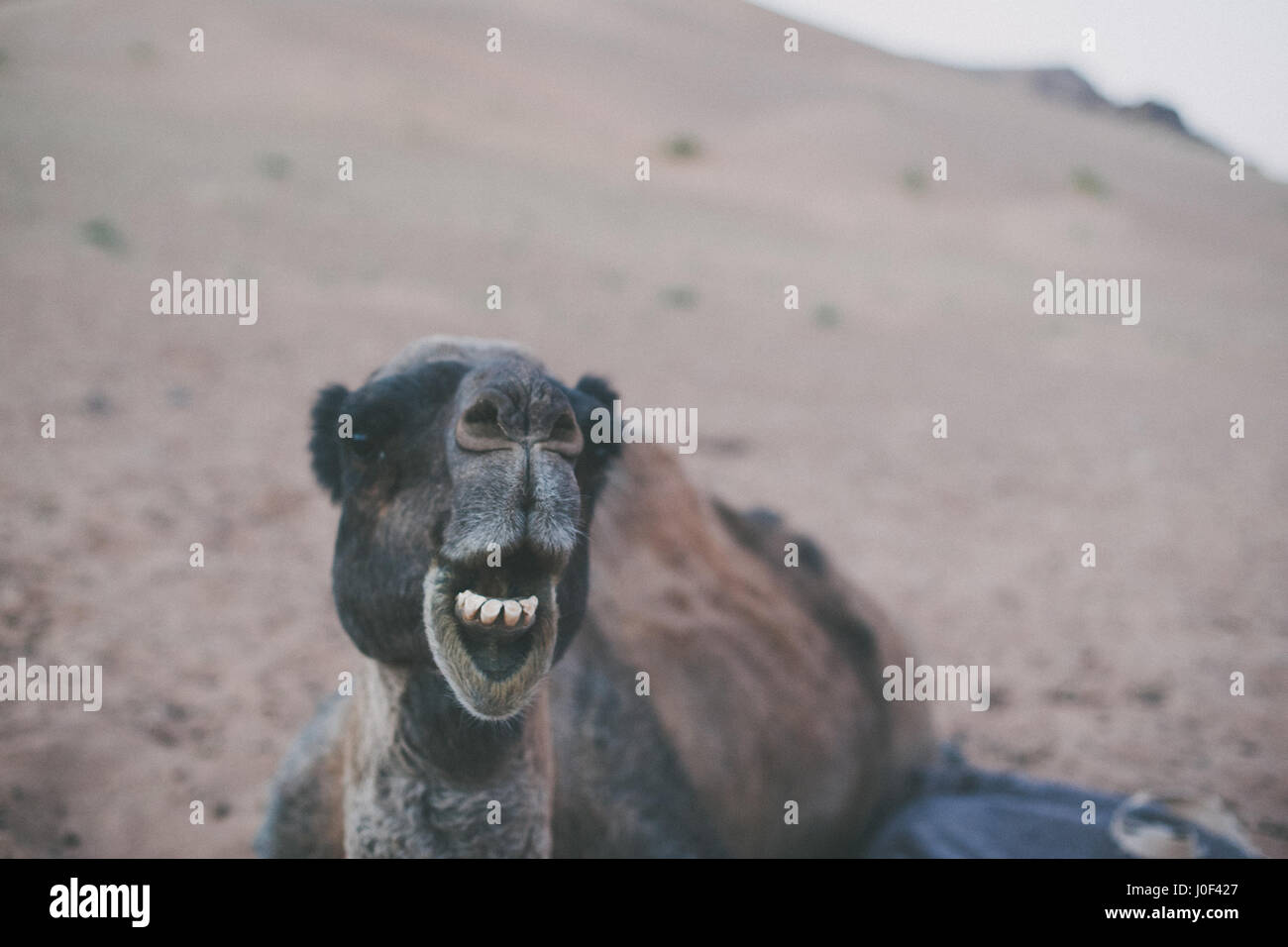 Talking camel hi-res stock photography and images - Alamy