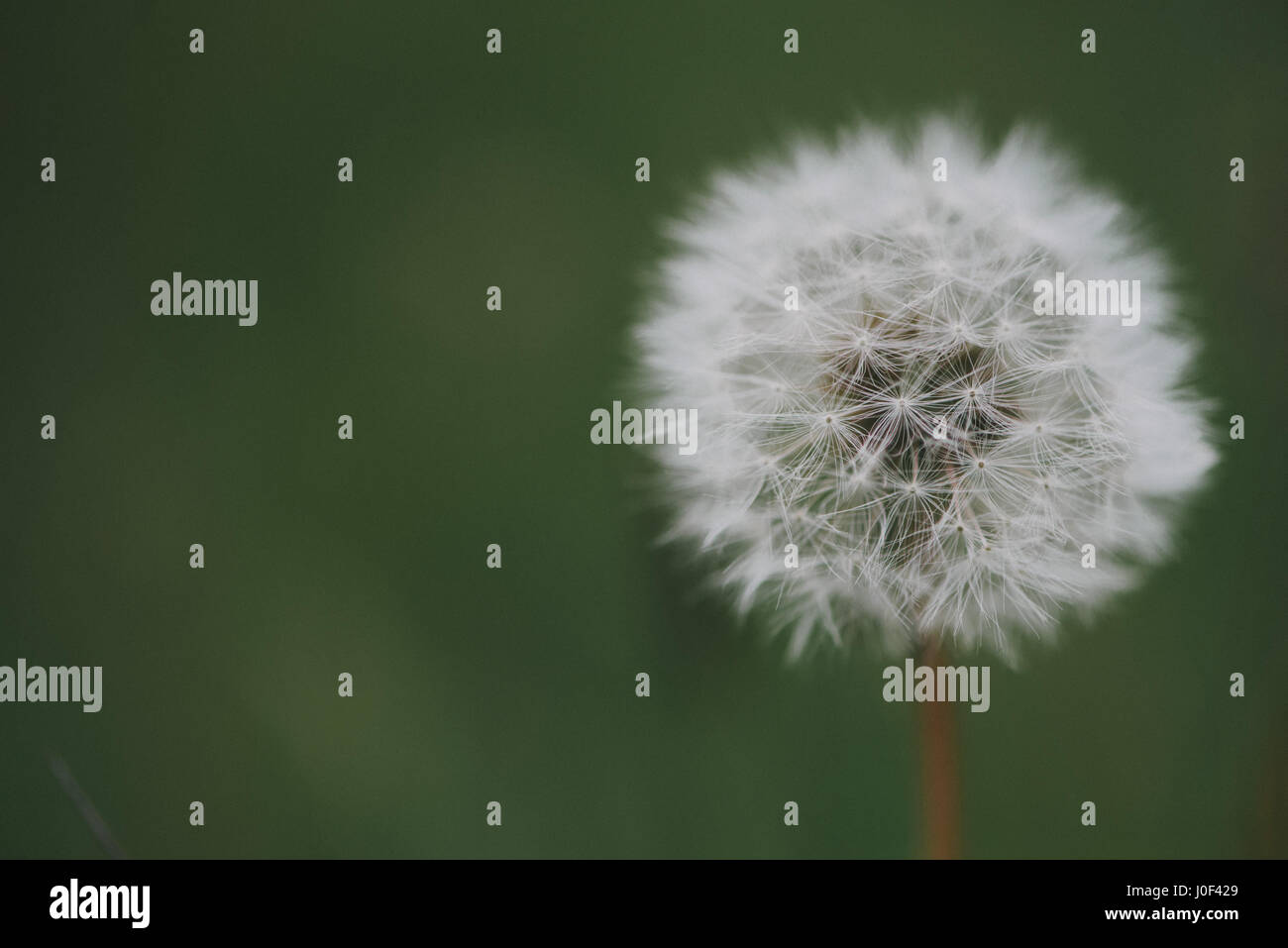 A dandelion clock Stock Photo - Alamy