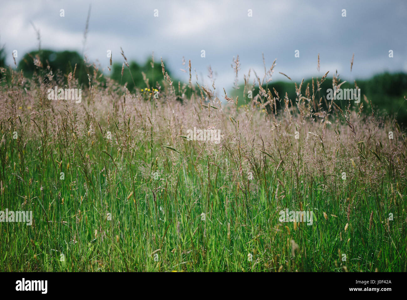 Grass in the meadow Stock Photo - Alamy