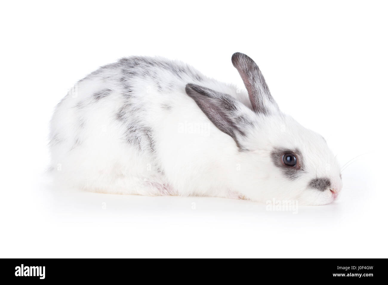 Small rabbit. Isolated on white background Stock Photo - Alamy