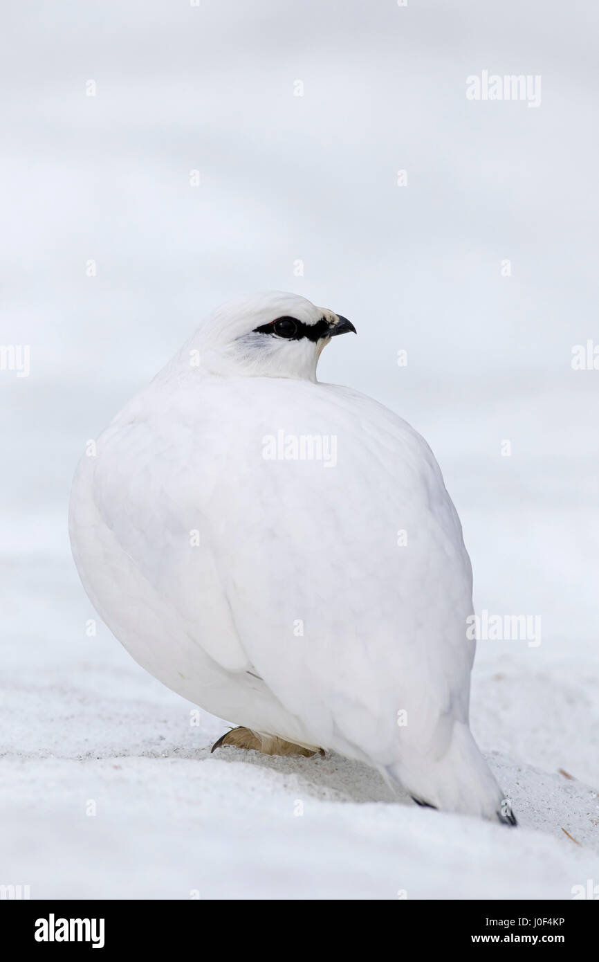 Rock ptarmigan (Lagopus muta / Lagopus mutus) cock in winter plumage ...
