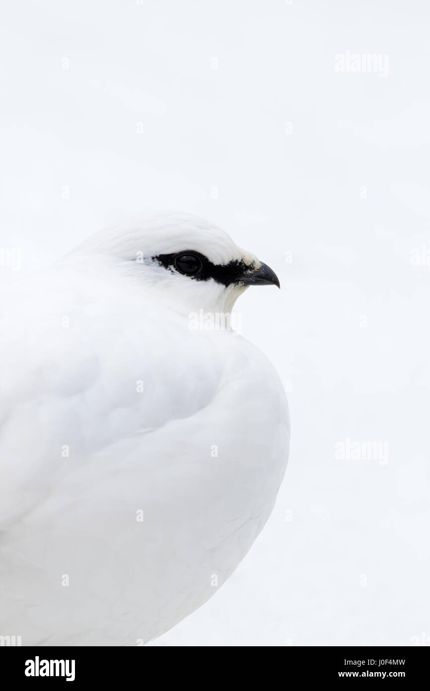 Rock ptarmigan (Lagopus muta / Lagopus mutus) female in winter plumage ...