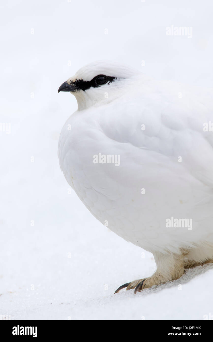 Rock ptarmigan (Lagopus muta / Lagopus mutus) female in winter plumage ...