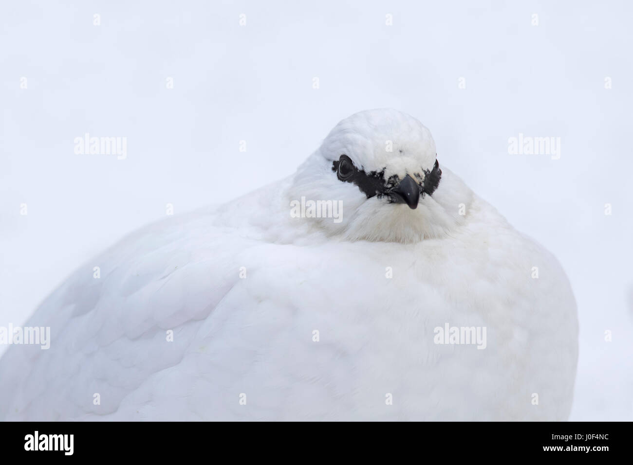 Rock ptarmigan (Lagopus muta / Lagopus mutus) female in winter plumage ...