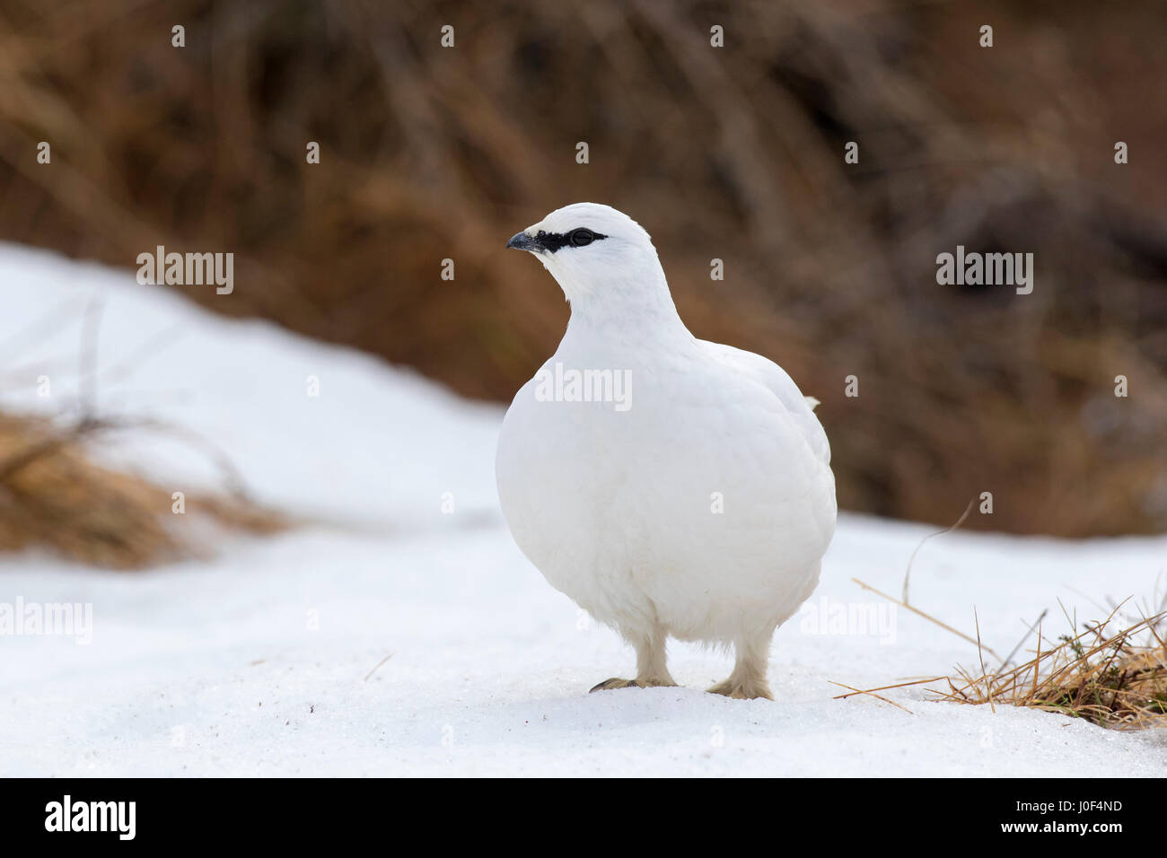 Rock ptarmigan (Lagopus muta / Lagopus mutus) female in winter plumage ...