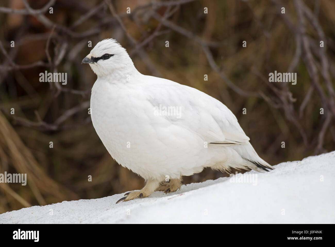 Rock ptarmigan (Lagopus muta / Lagopus mutus) female in winter plumage ...