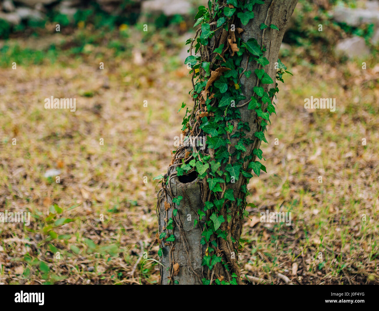 Trees overgrown with ivy. Texture of wild plants Stock Photo - Alamy