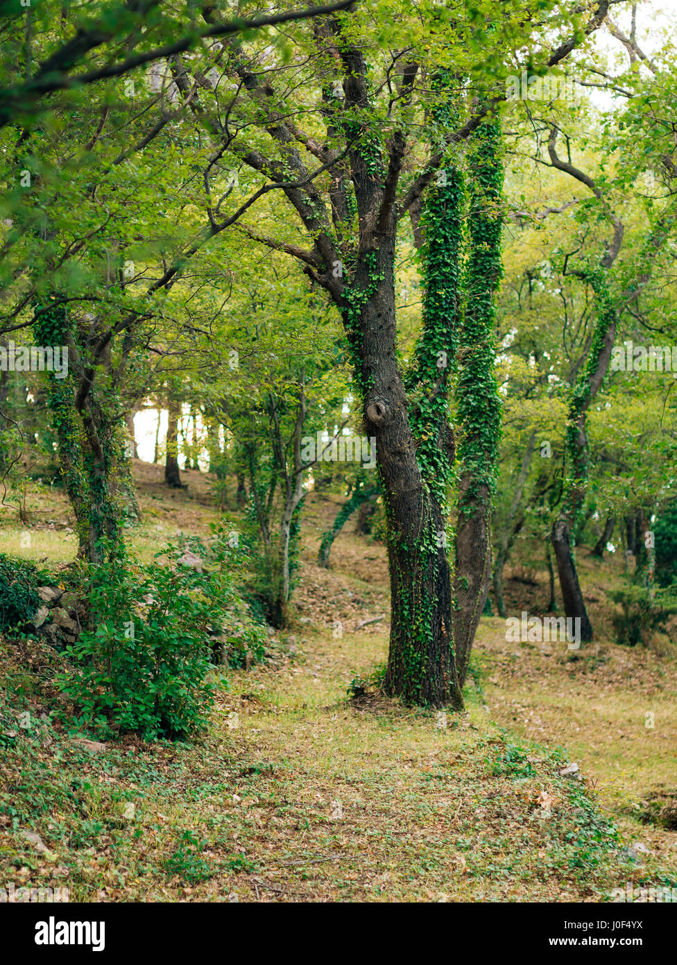 Trees overgrown with ivy. Texture of wild plants Stock Photo - Alamy