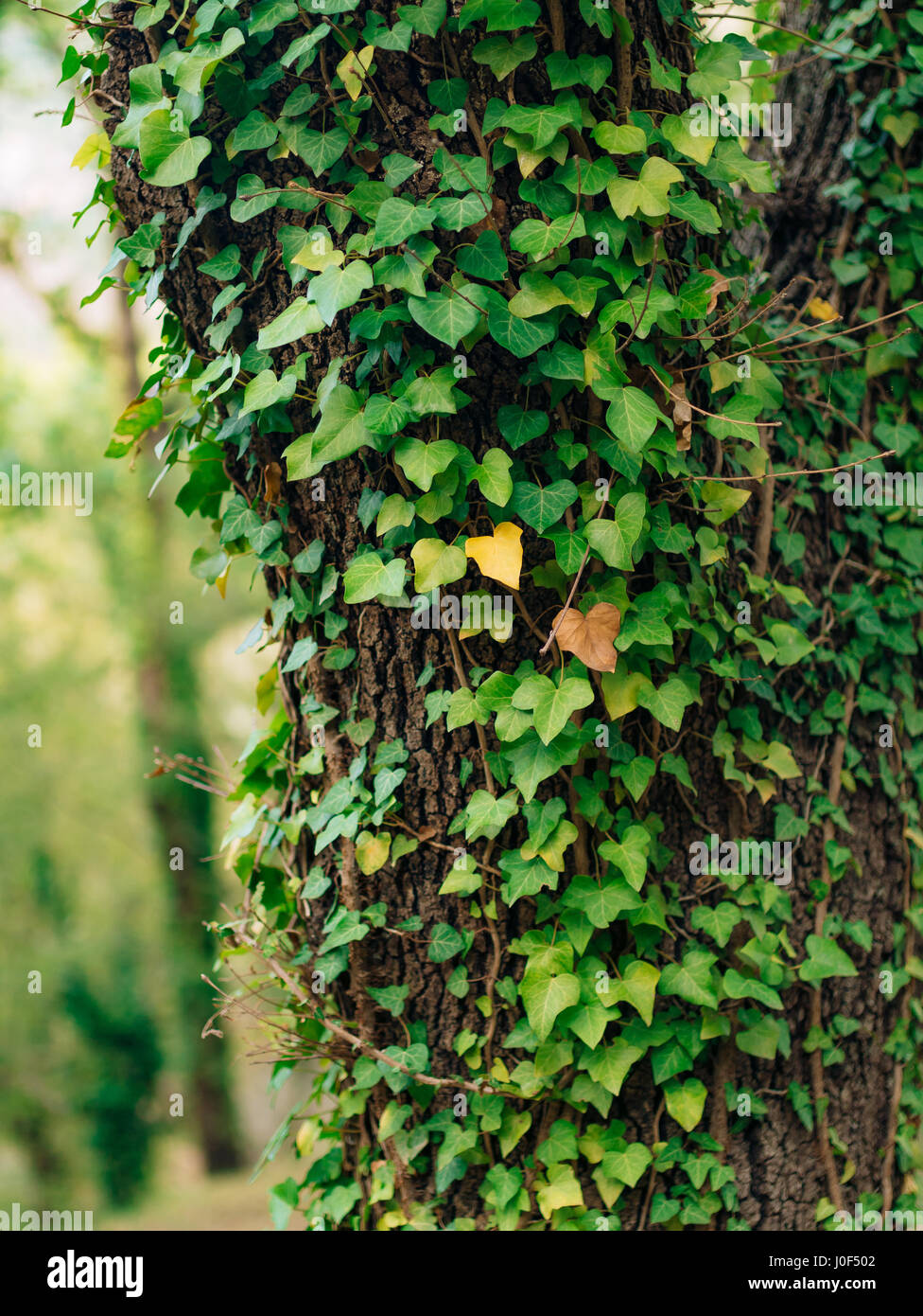 Trees overgrown with ivy. Texture of wild plants Stock Photo - Alamy