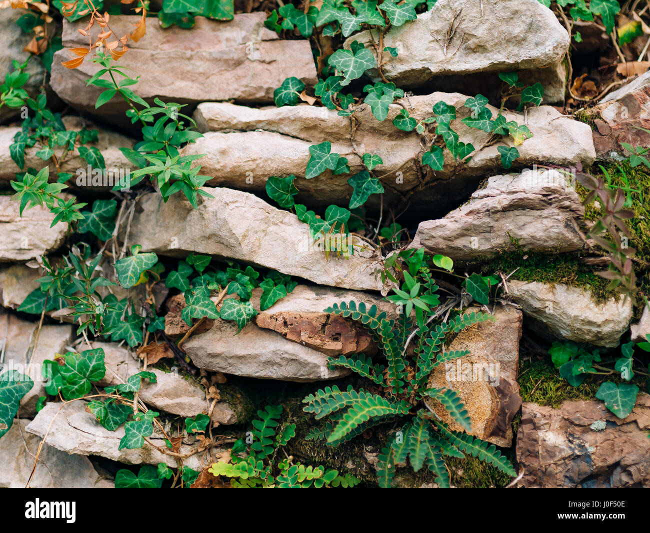 Stones overgrown with ivy. Texture of wild plants Stock Photo - Alamy