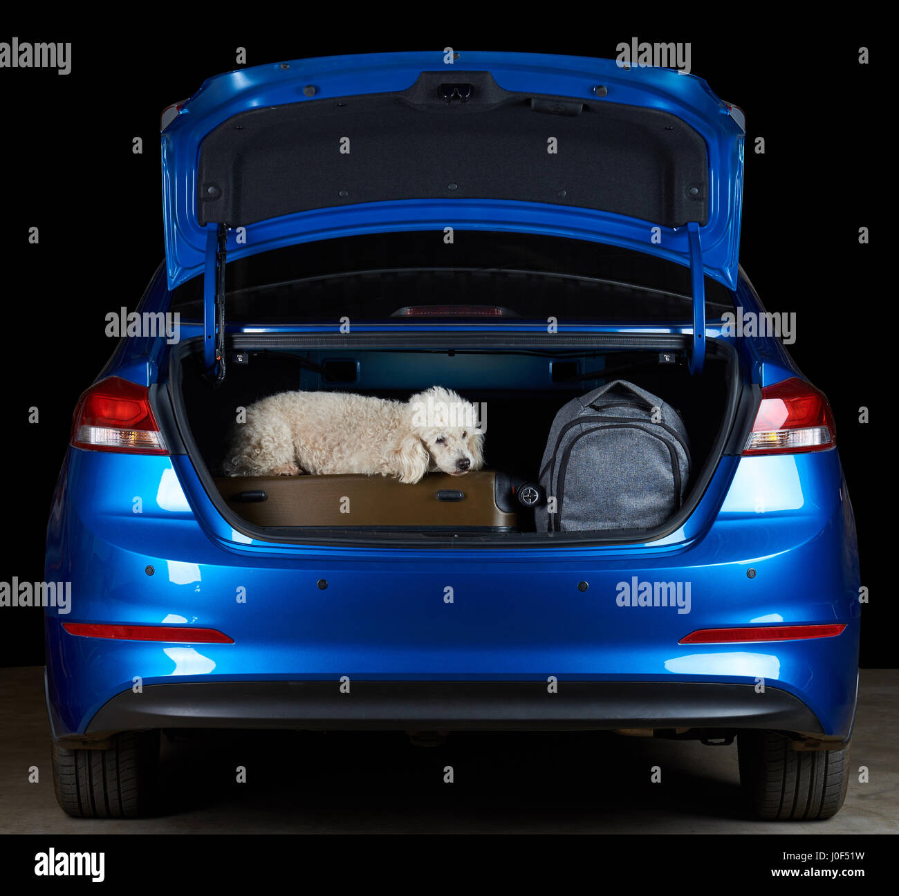 White poodle passenger dog sitting in car trunk with luggage Stock ...